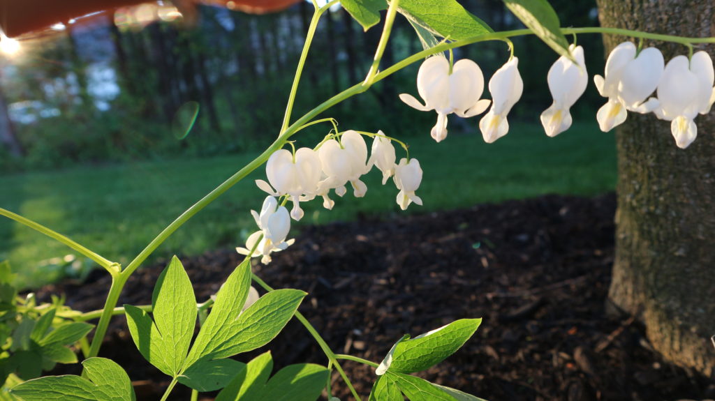 May Flowers: Creating a Mary Garden